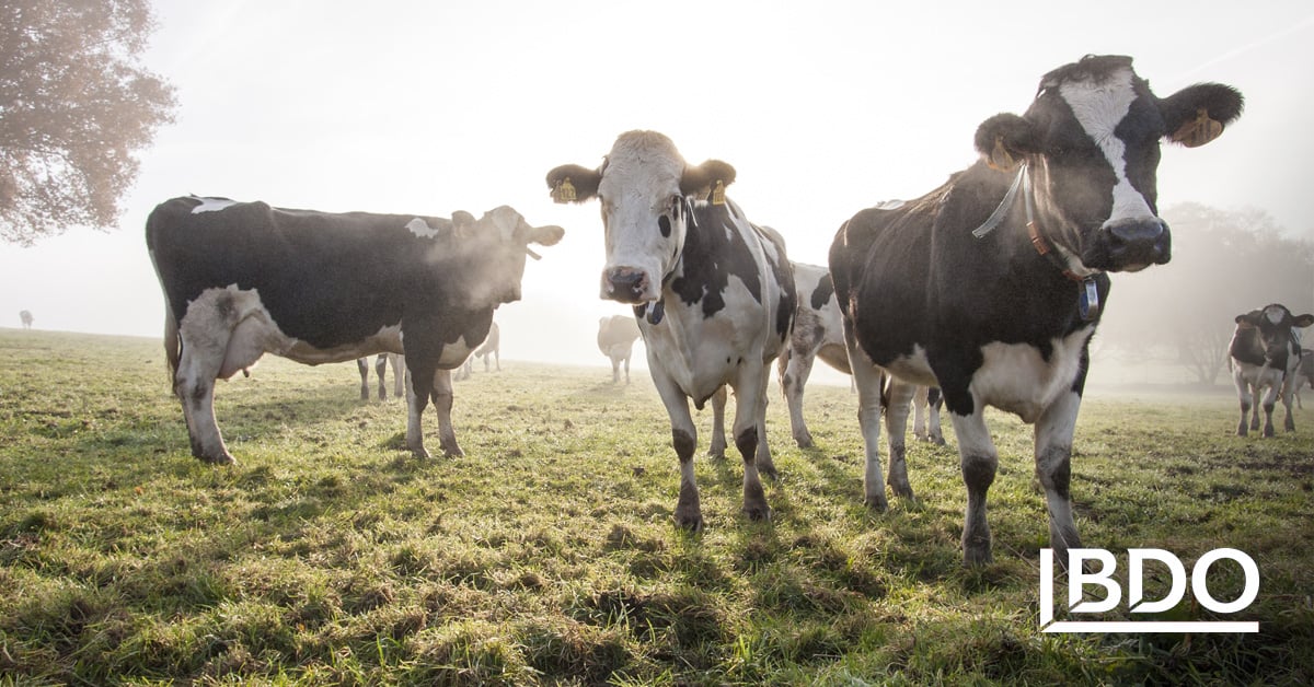 Apply financial benchmarking in practice: A look at three dairy farm comparisons | BDO Canada